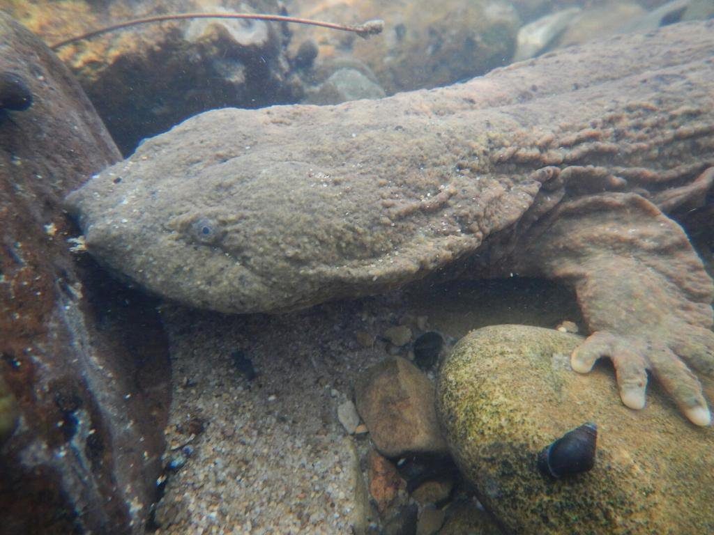 Hellbender – Conservation Physiology and Wildlife Ecotoxicology